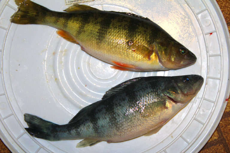Blue Perch Caught on the Bay of Quinte