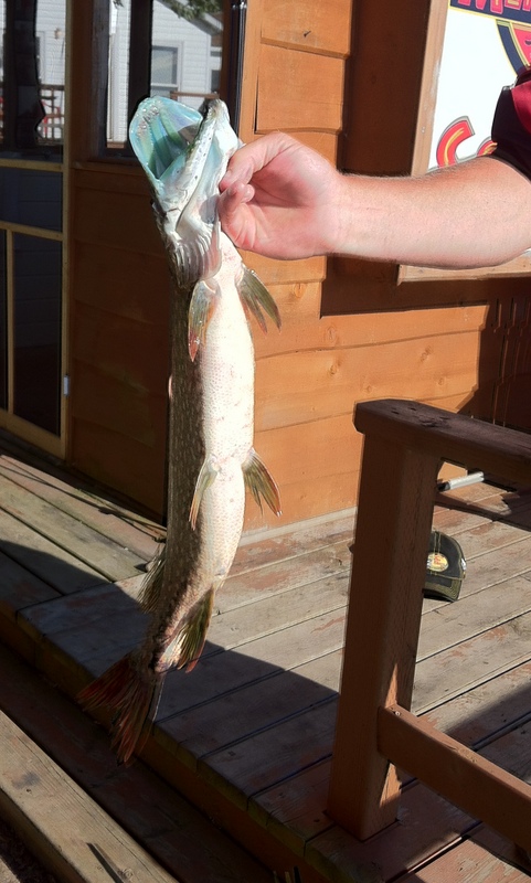 Amazing Blue Pike - Merland Park Cottages